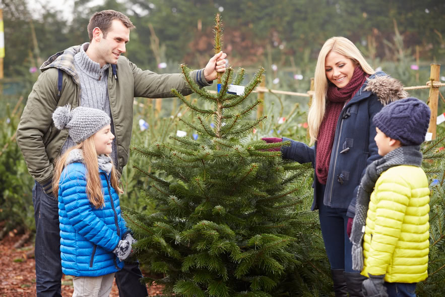 Real versus Artificial Holiday Trees | The Ultimate Debate | Litehouse ...